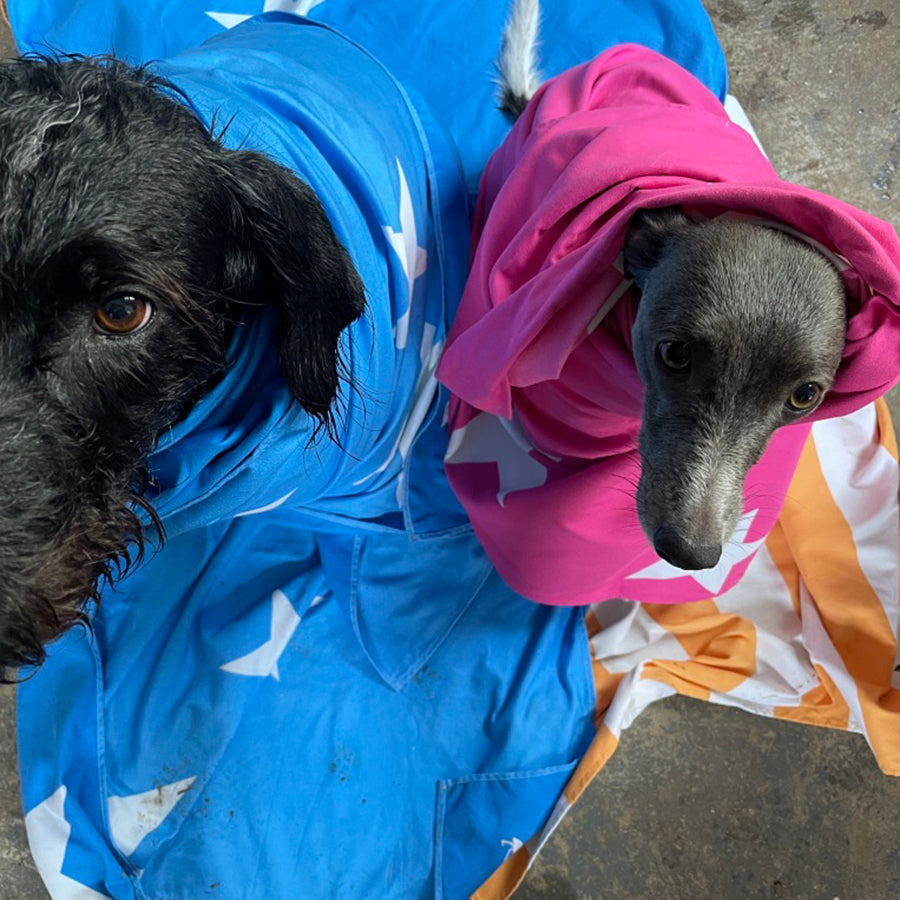 Dog Walking | Go Emu